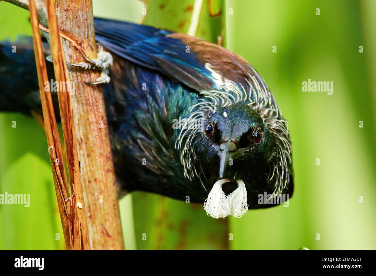 Tui on a branch in a forest setting Stock Photo - Alamy