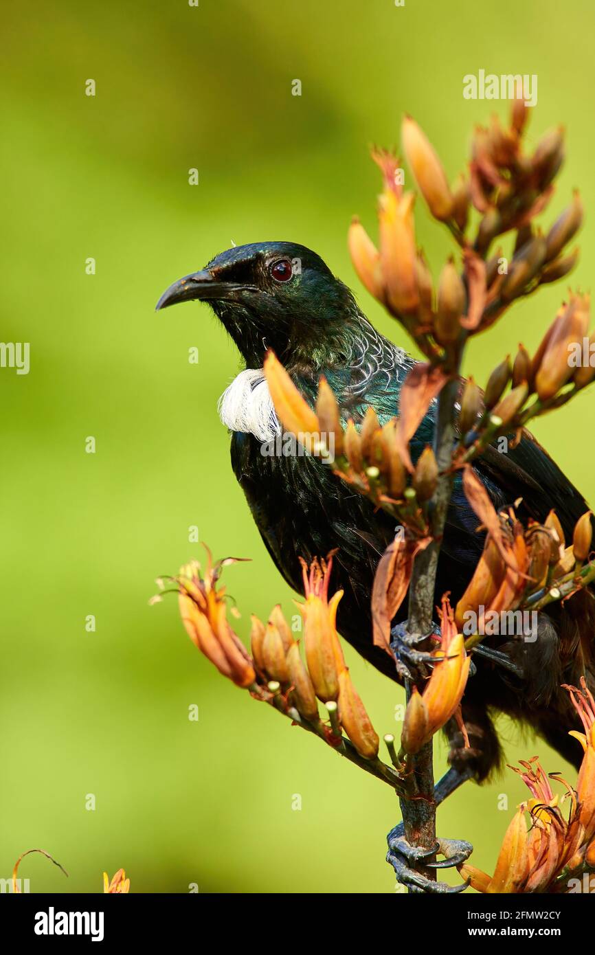 Tui birds hi-res stock photography and images - Alamy