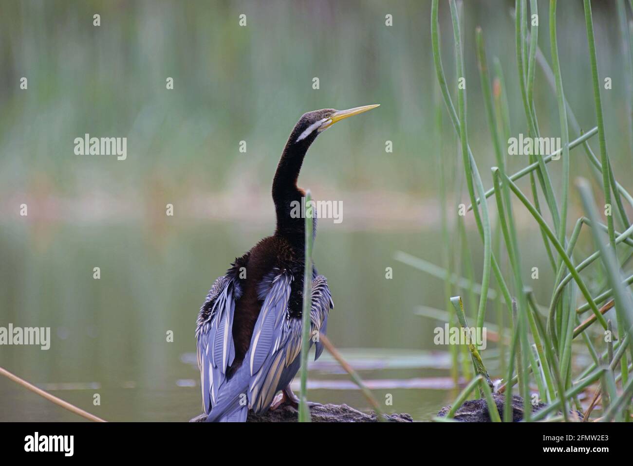 Australian snake bird hi-res stock photography and images - Alamy