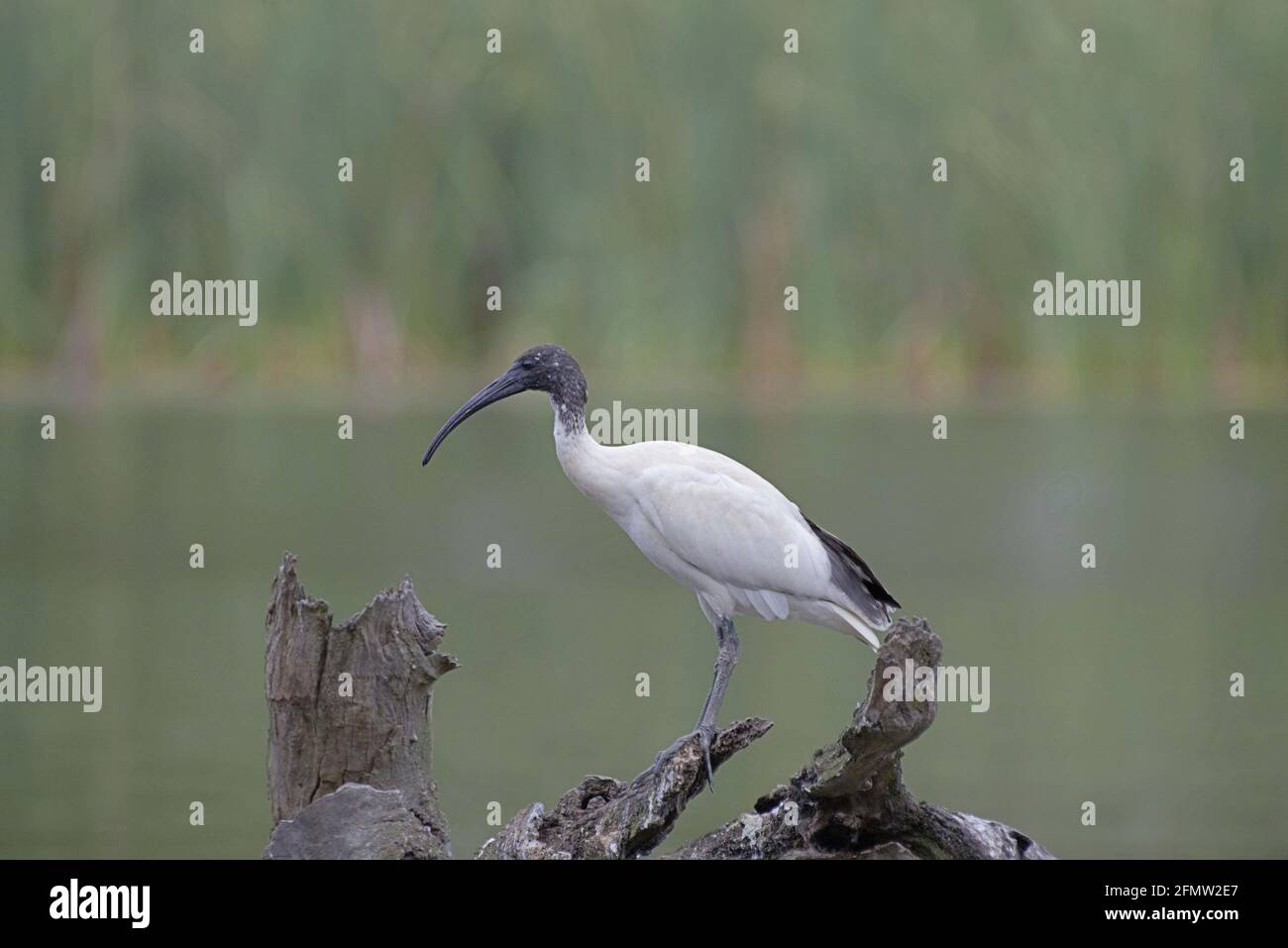 Australian ibis hi-res stock photography and images - Alamy