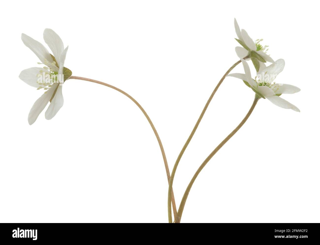 White liverleafs, Hepatica nobilis isolated on white background Stock ...