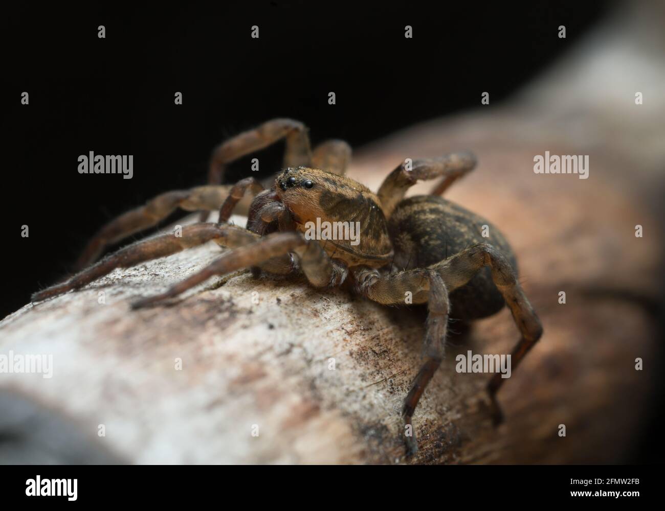 Rustic Wolf Spider High Resolution Stock Photography and Images - Alamy