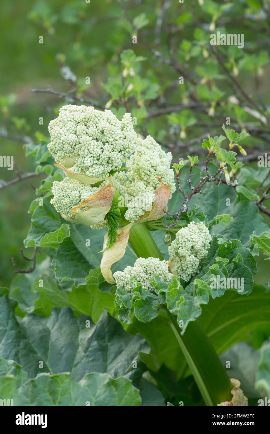 Rhubarb flowers hi-res stock photography and images - Alamy