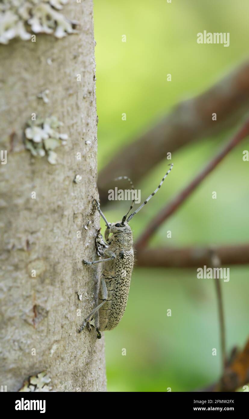 Saperda similis hi-res stock photography and images - Alamy