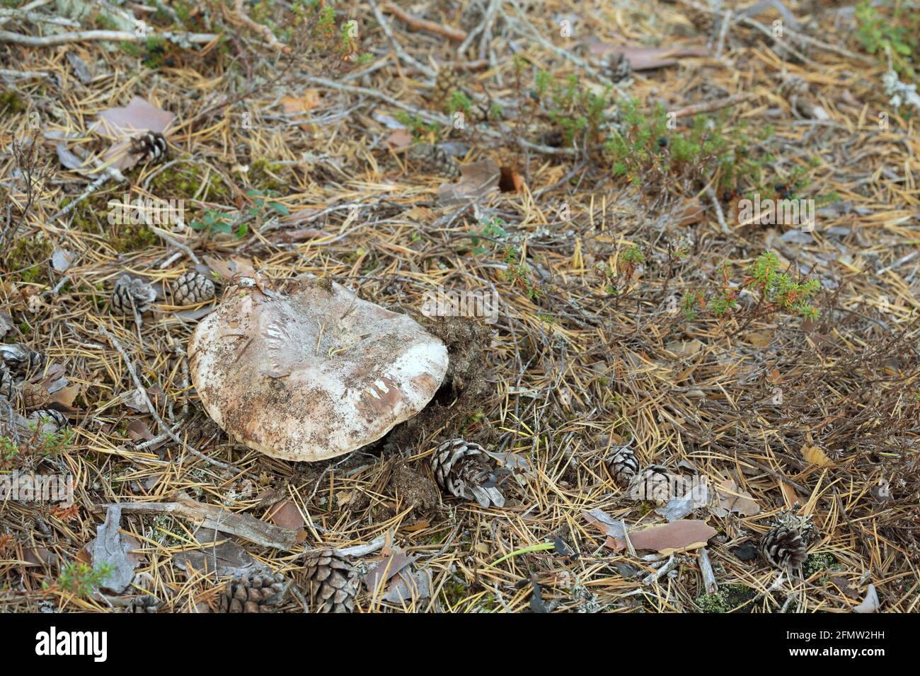 Tricholoma colossus hi-res stock photography and images - Alamy