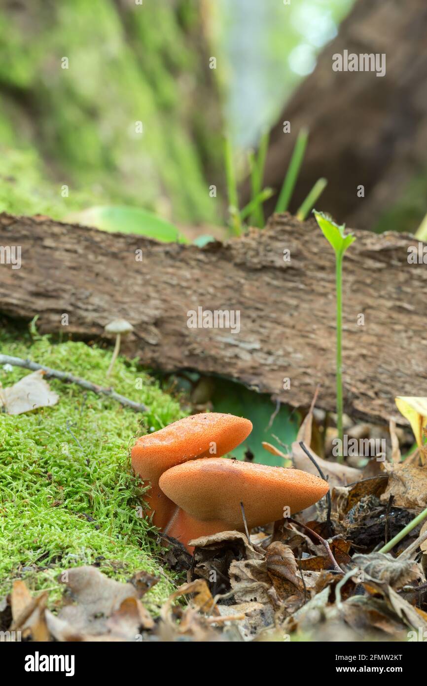 Beefsteak fungus, Fistulina hepatica Stock Photo - Alamy