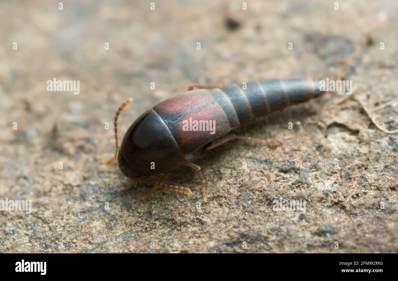 Rove beetle predator insect hi-res stock photography and images - Alamy