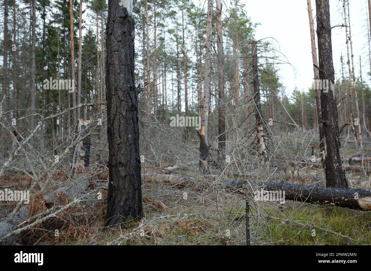 Burnt pine and fir trees in natural forest in sweden Stock Photo - Alamy