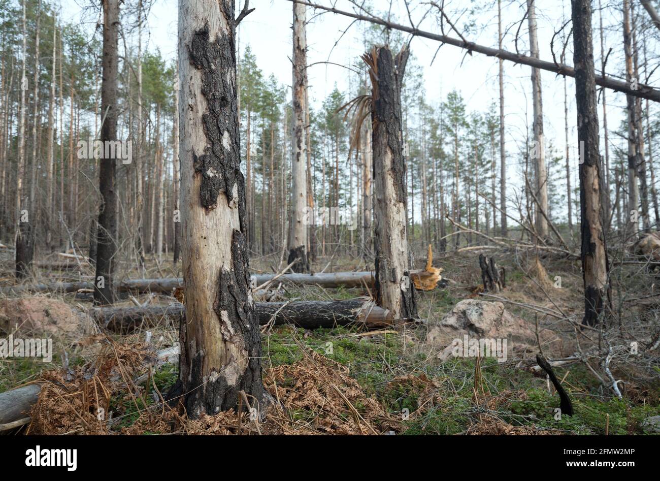 Burnt Pine Tree Forest In High Resolution Stock Photography and Images ...