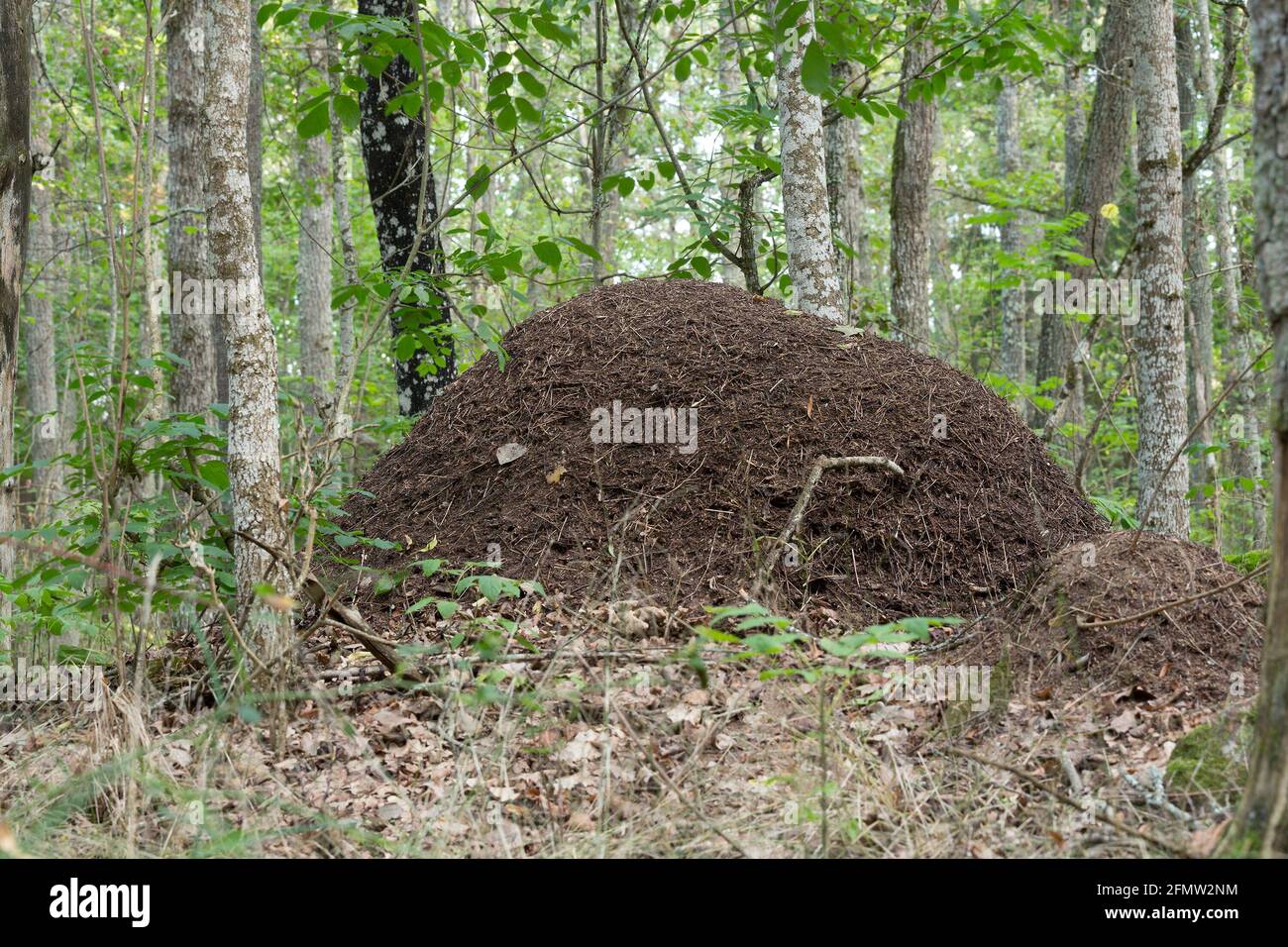 Anthill hi-res stock photography and images - Alamy
