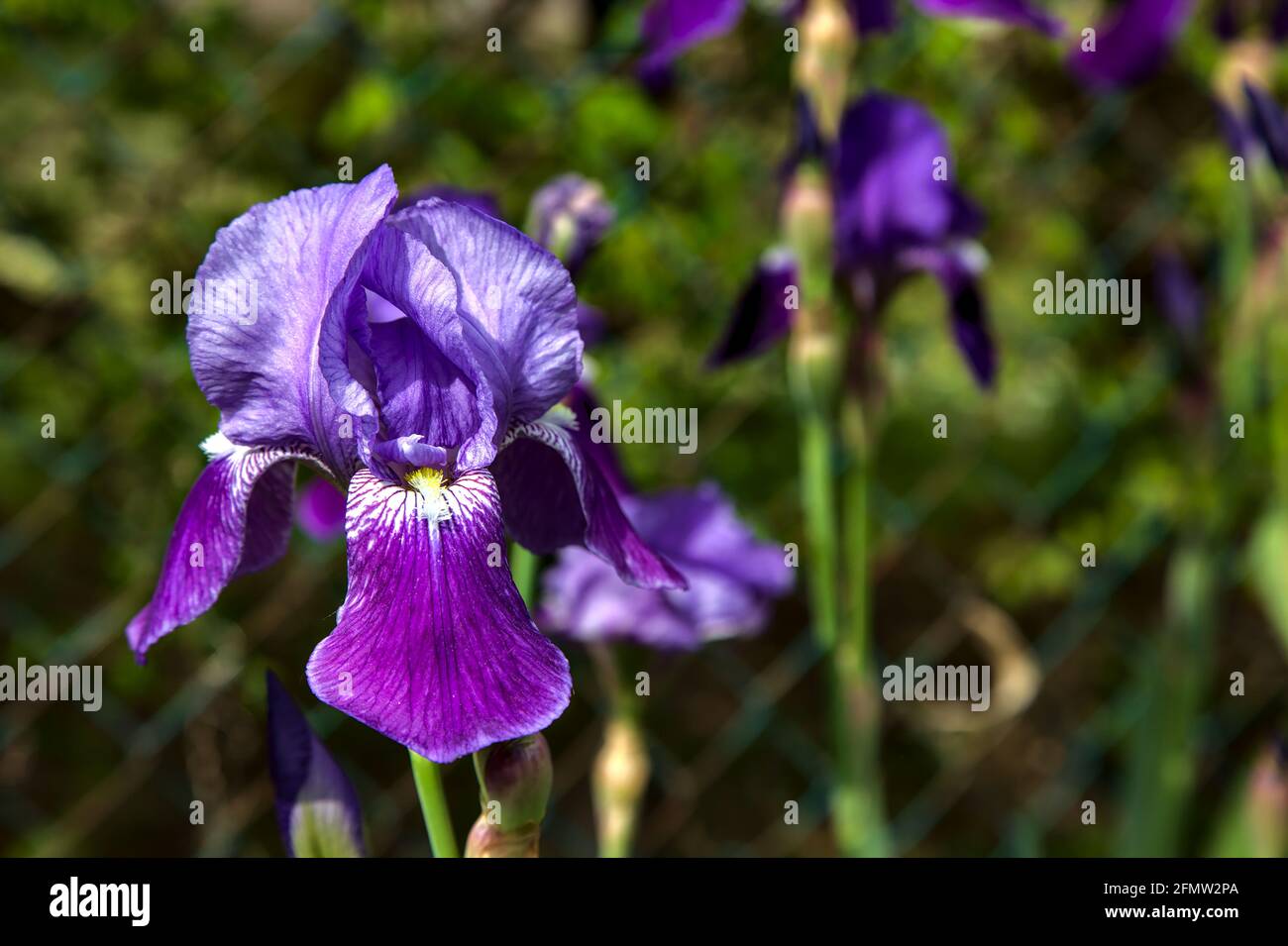 Dark red irises hi-res stock photography and images - Alamy