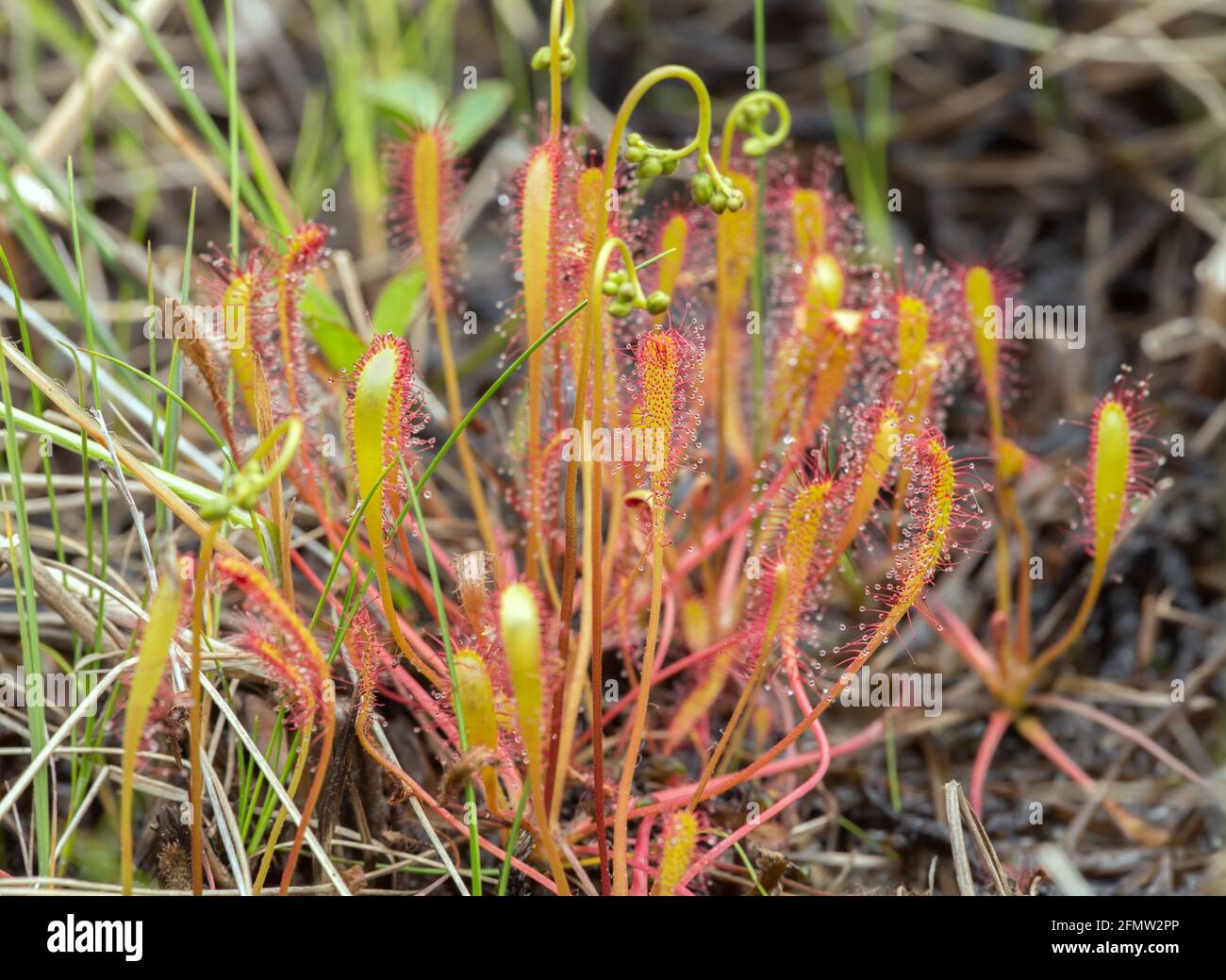 Great sundew, Drosera anglica Stock Photo - Alamy