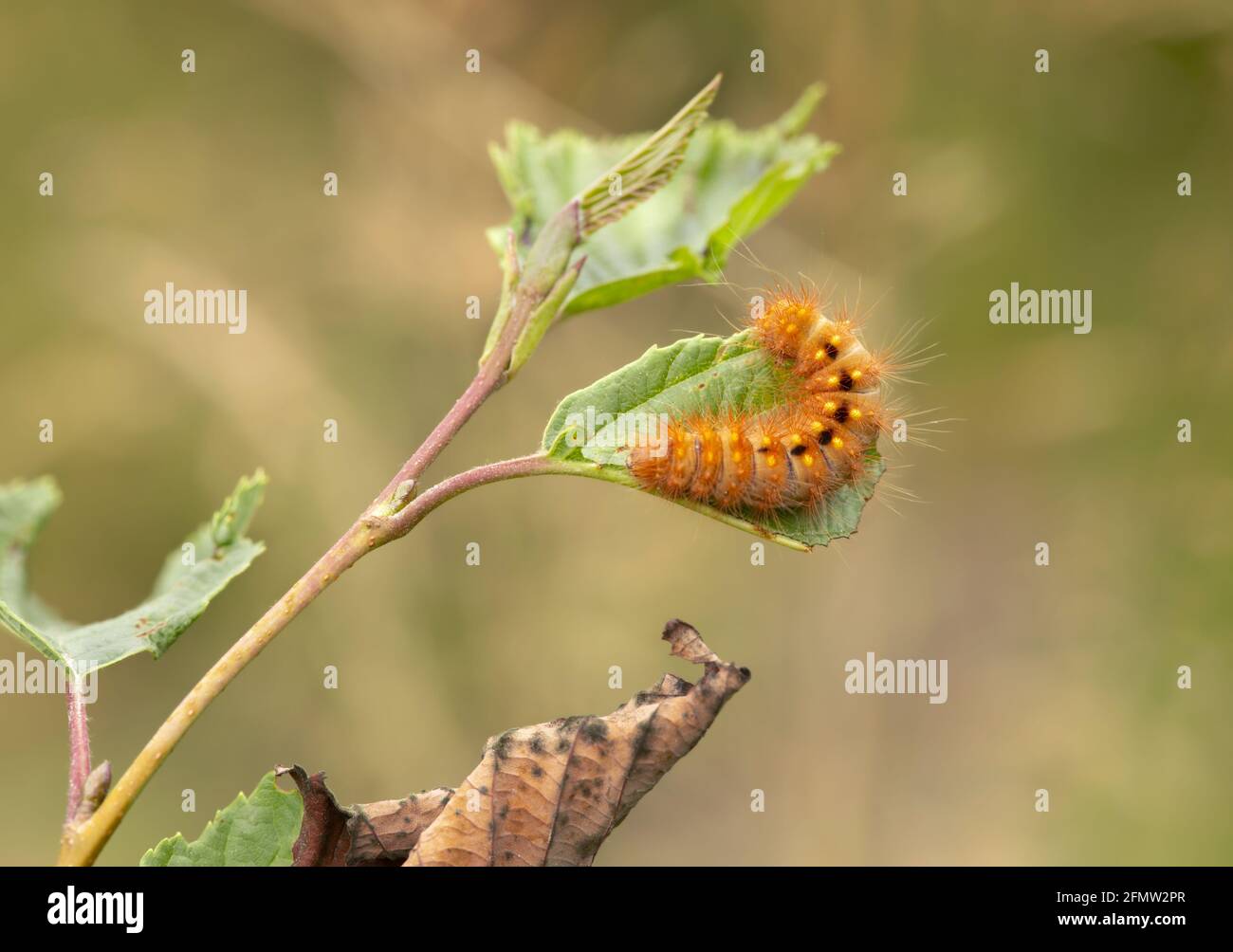 Scarce dagger, Acronicta auricoma larva on leaf Stock Photo - Alamy