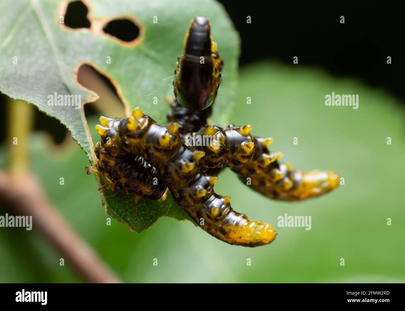 Sawflie, Symphyta larvae feeding on leaf Stock Photo - Alamy