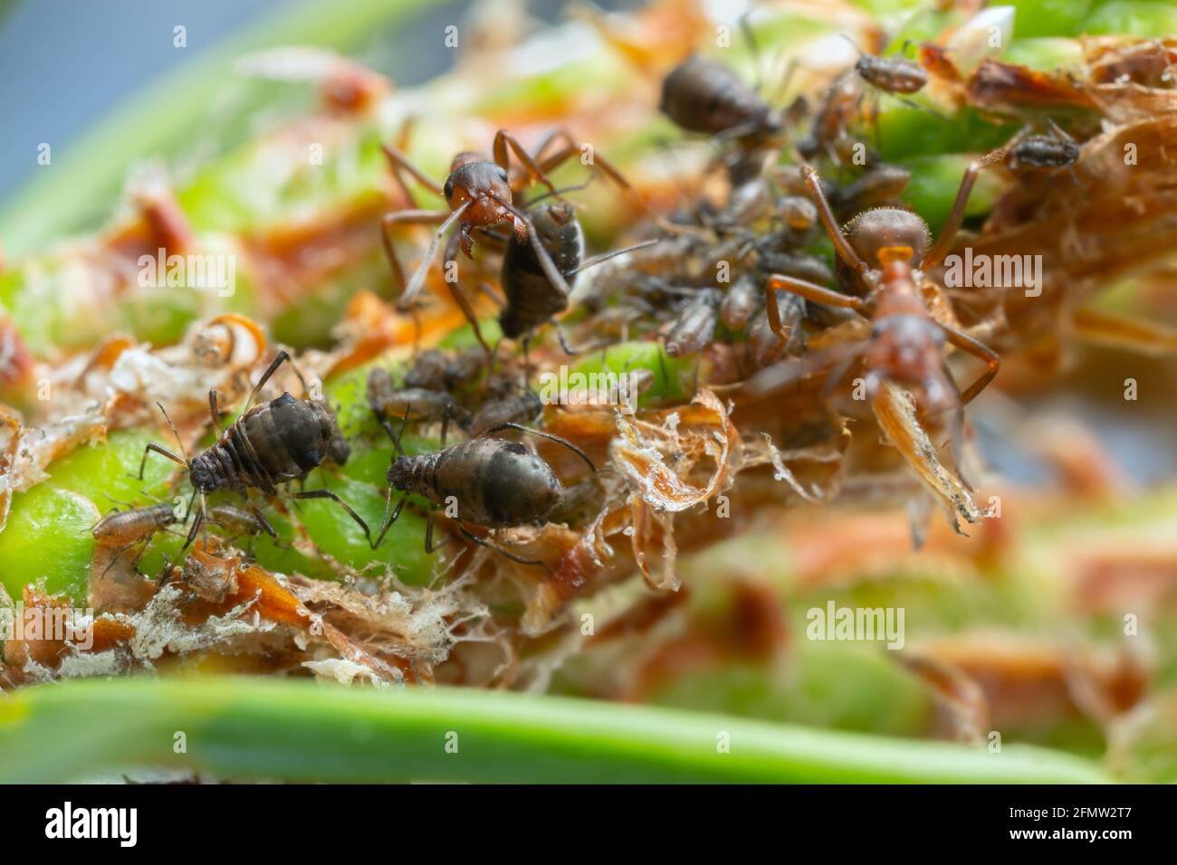 Mutualism Ants And Aphids