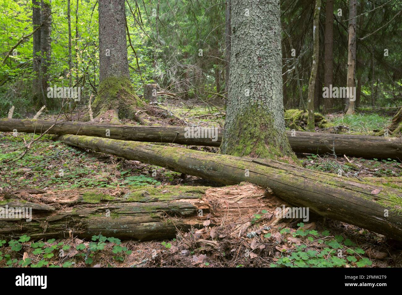 Decaying wood in natural untouched forest in sweden Stock Photo - Alamy