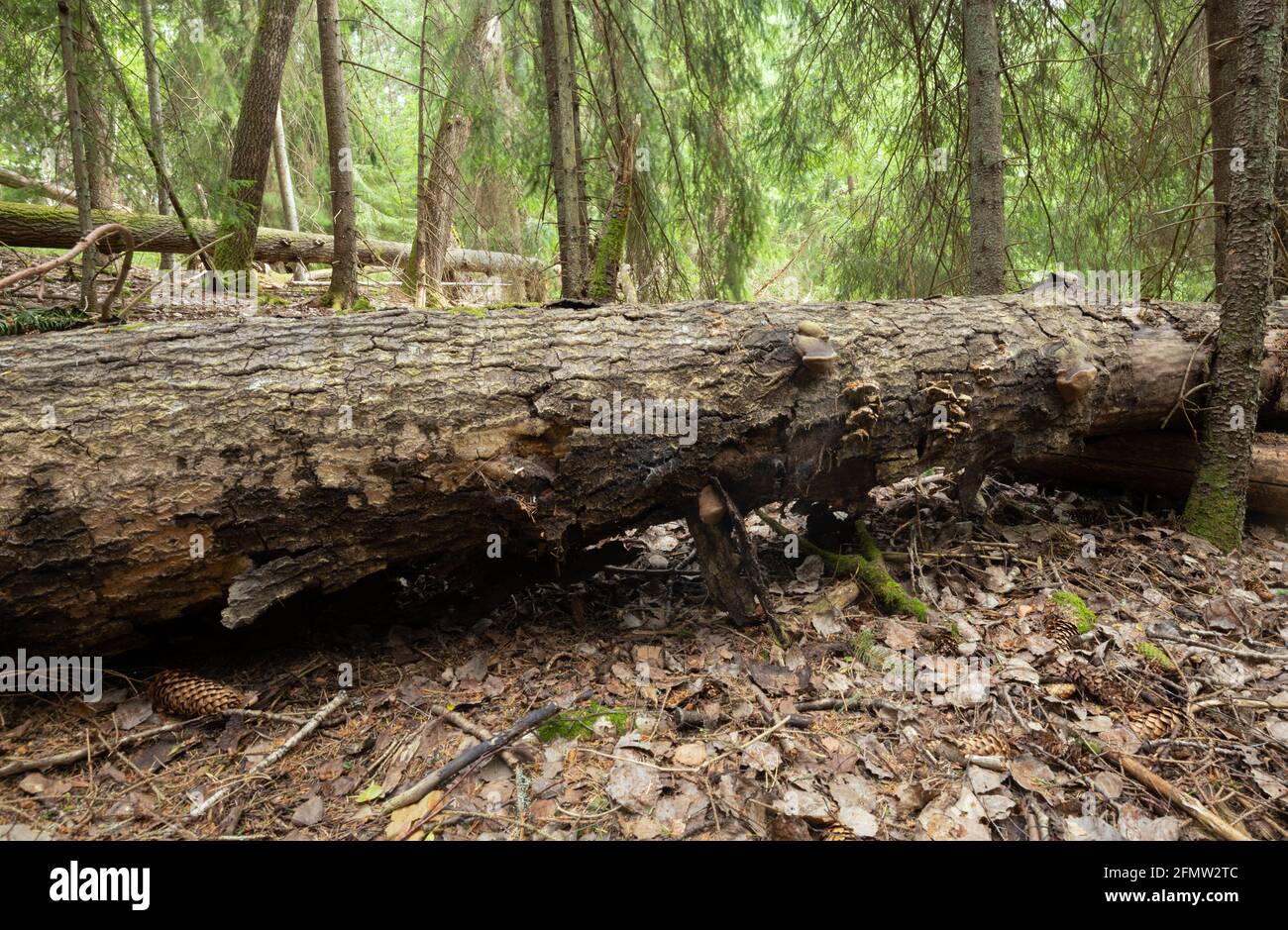 Large aspen trunk in forest, important habitat for many different ...