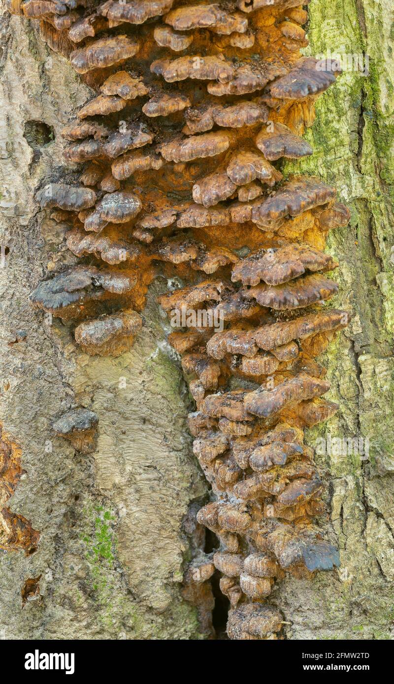 Alder Bracket Fungi Inonotus Radiatus High Resolution Stock Photography ...