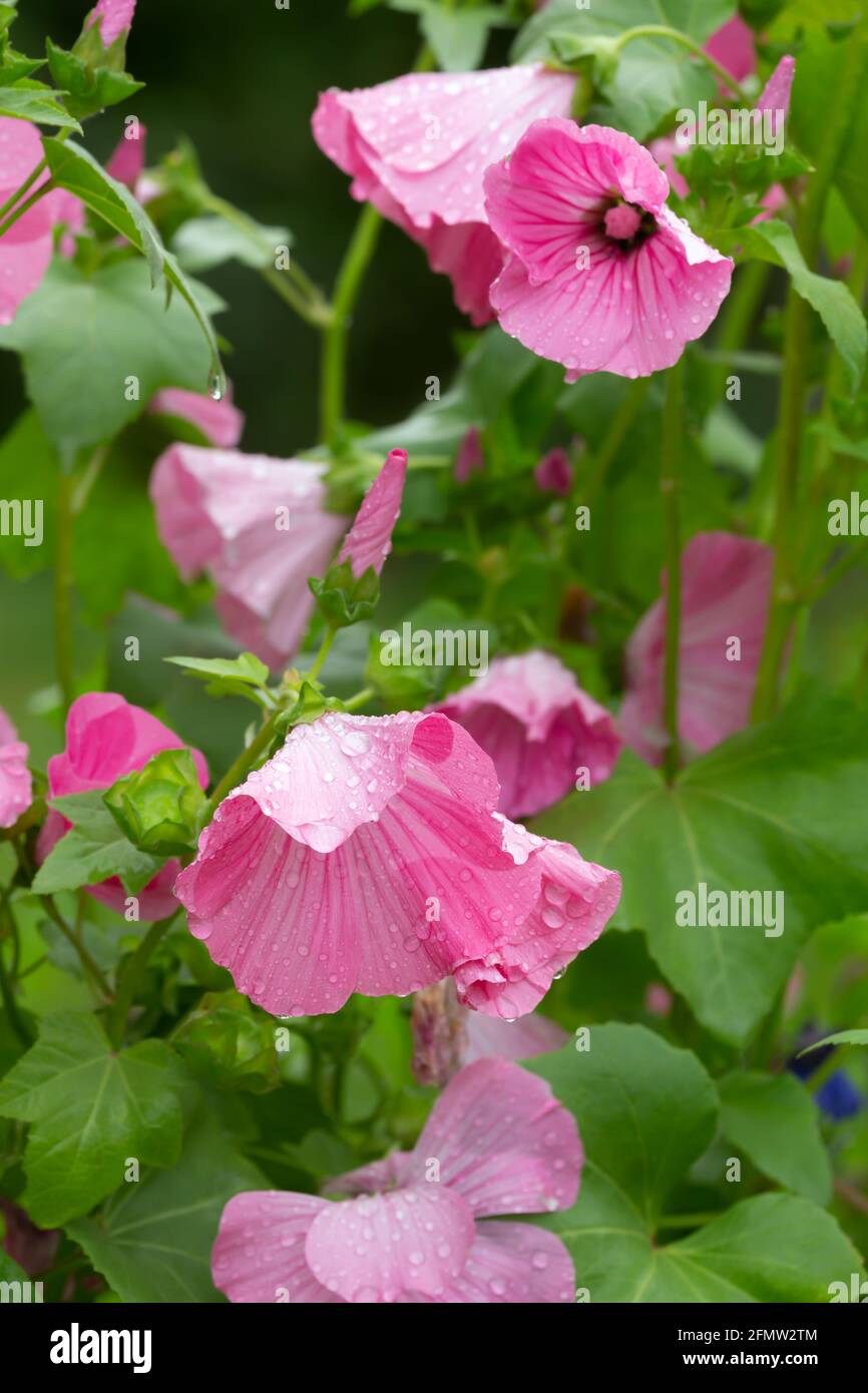 Malvales hi-res stock photography and images - Alamy