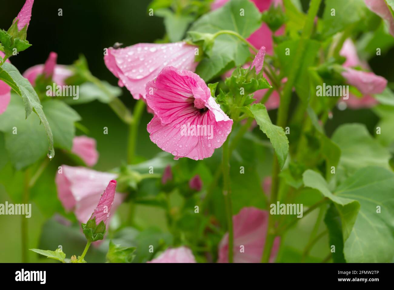 Malva leaves hi-res stock photography and images - Alamy