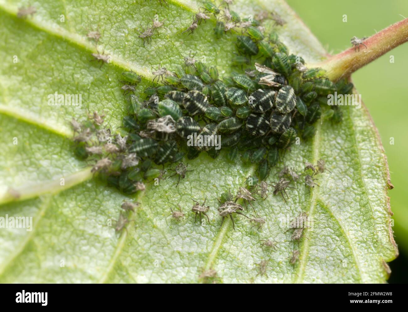 Many aphids on leaf photographed with high magnification Stock Photo ...