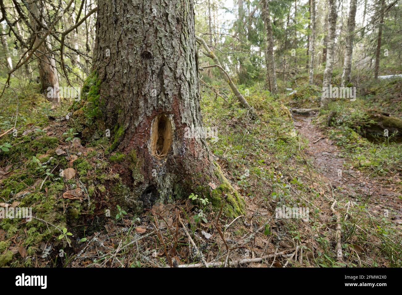 Damage on tree after woodpacker trying to find insects in the wood ...