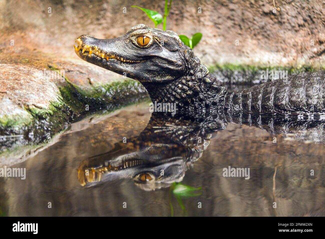 Black caiman prey hi-res stock photography and images - Alamy