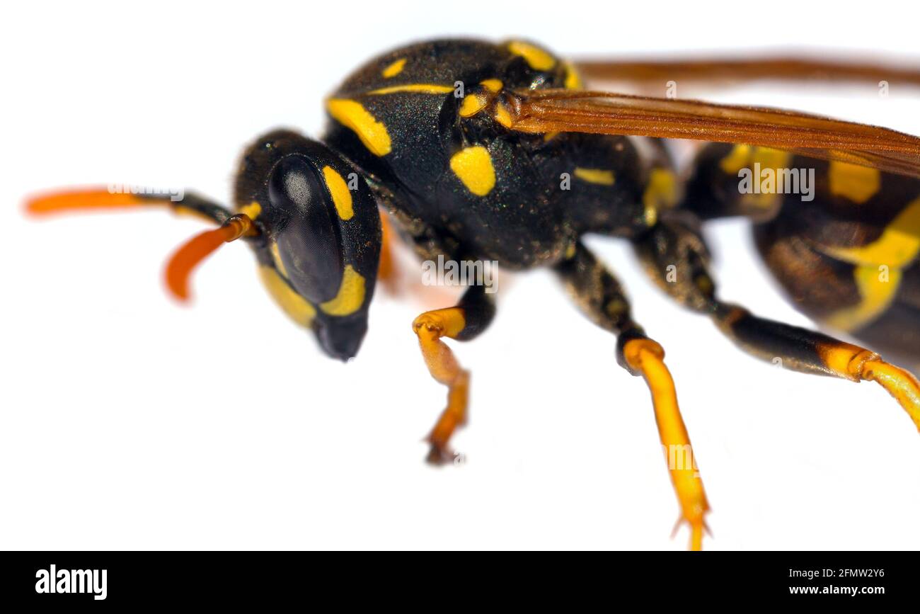 European common wasp German wasp or German yellow jacket isolated on ...