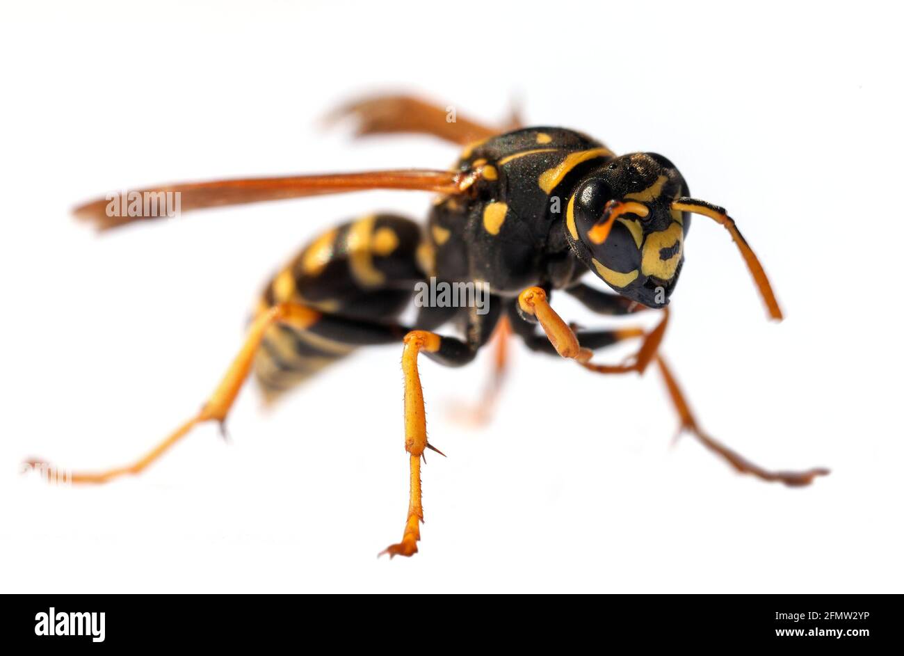 European common wasp German wasp or German yellow jacket isolated on ...