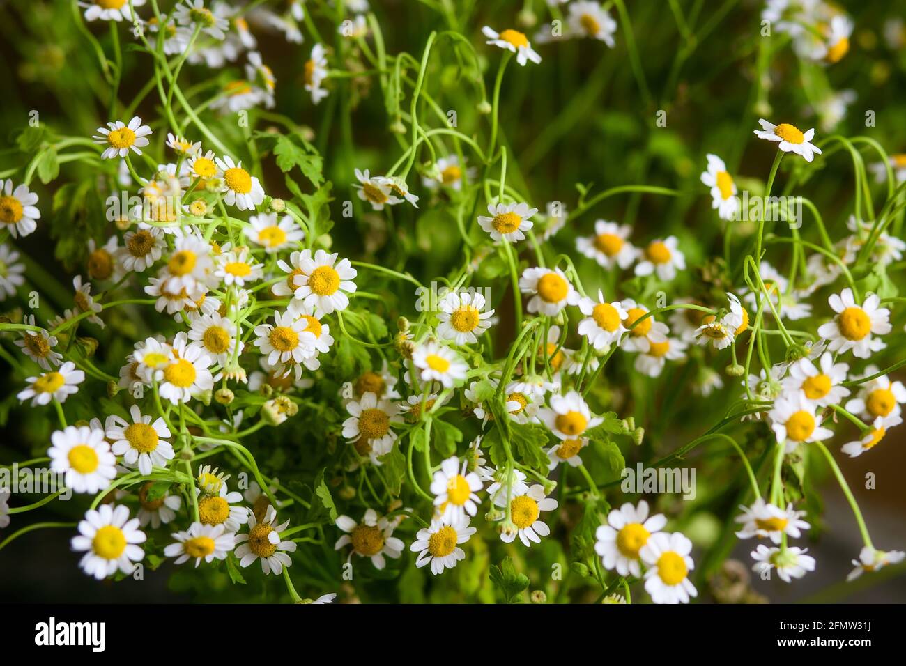 Growth of chamomile hi-res stock photography and images - Alamy