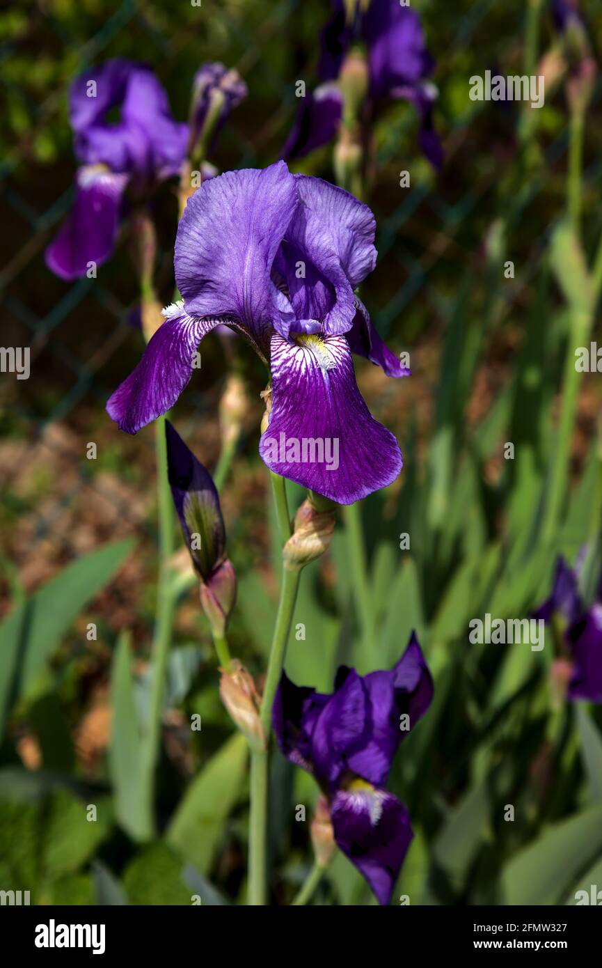Dark Red Irises High Resolution Stock Photography and Images - Alamy