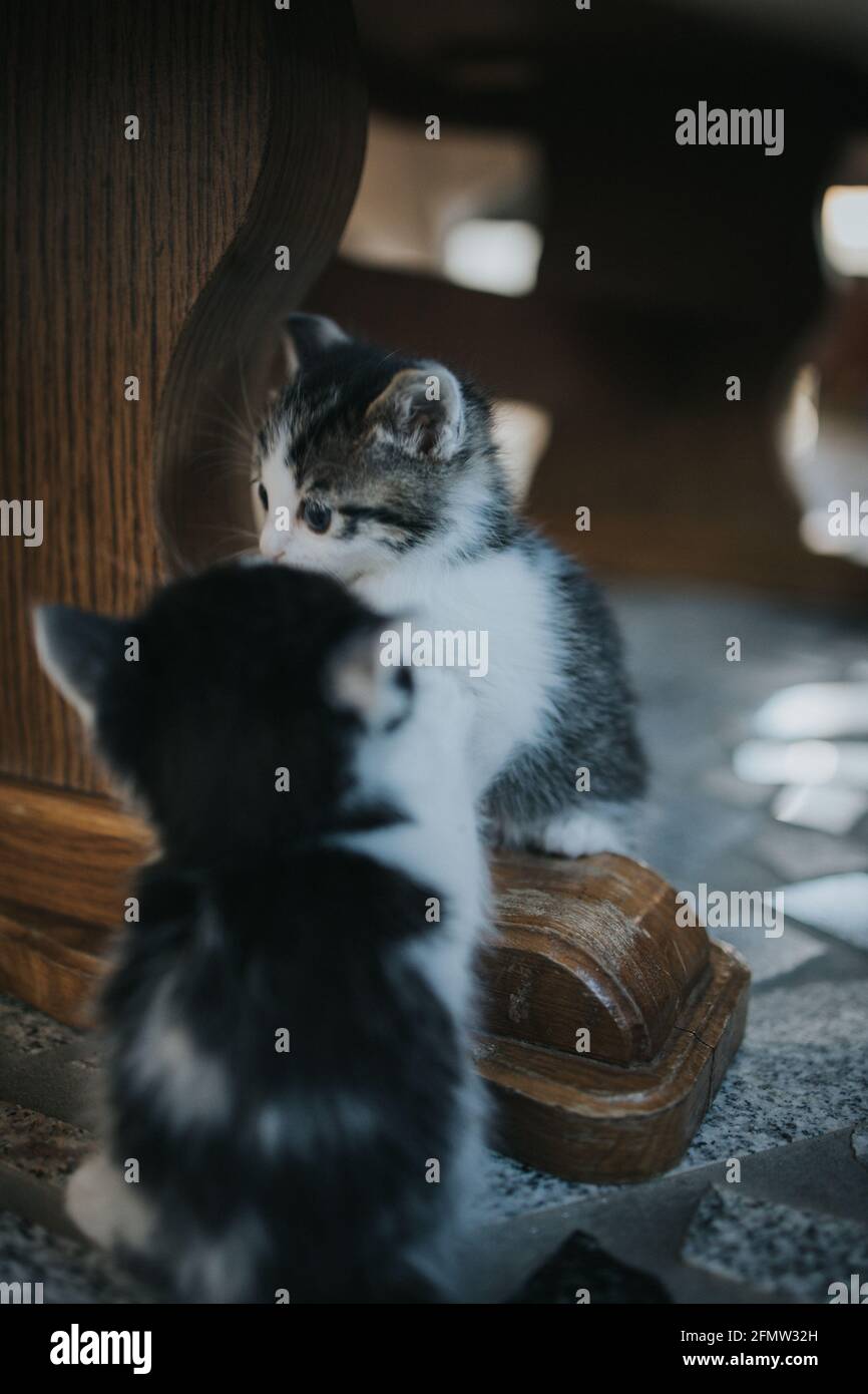 Pair of little kittens playing reluctantly by a table leg - scared baby ...