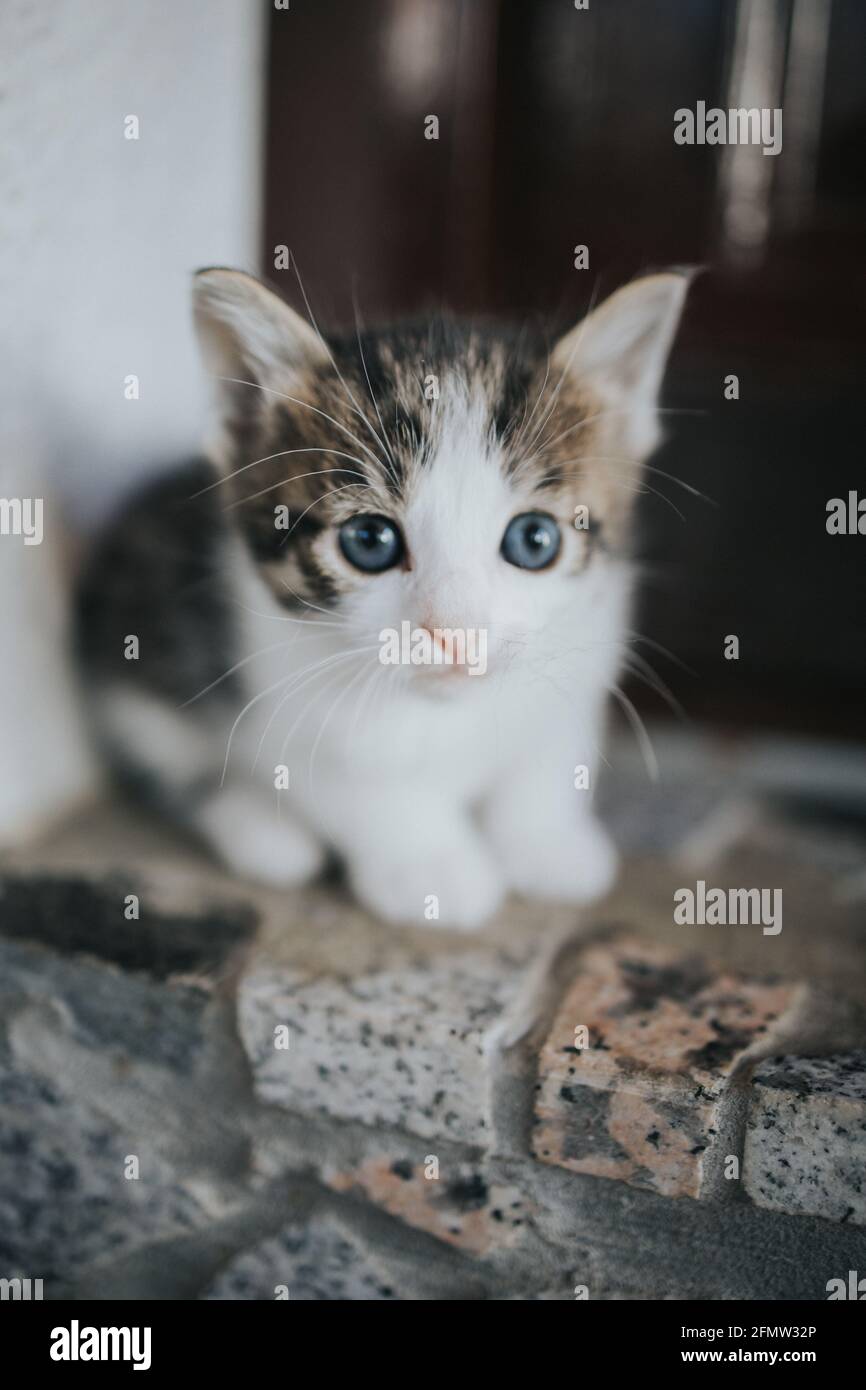 Closeup shot of an adorable blue-eyed kitten curled up and looking t ...