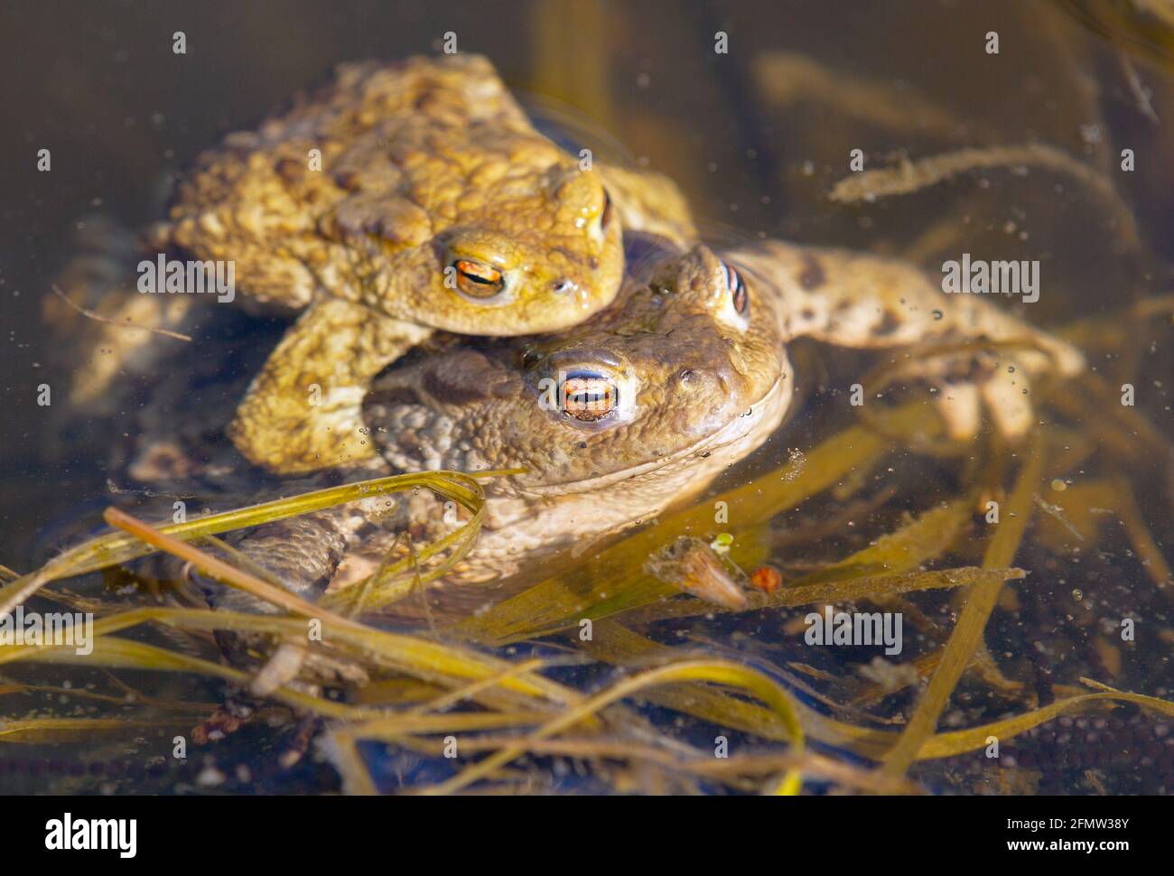 Common or European toad brown colored, Mating toads in the pond Stock ...