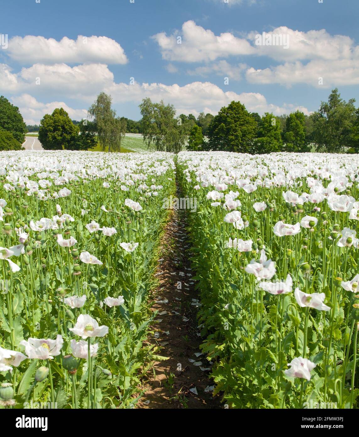 Detail of flowering opium poppy in Latin papaver somniferum with pathway, poppy field, white ...