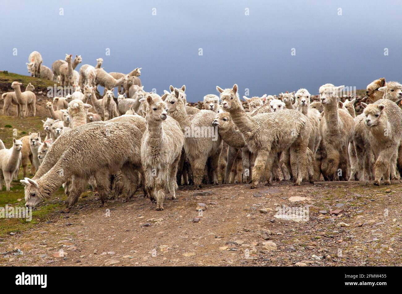 llama or lama, group of lamas on pastureland, Andes mountains, Peru ...