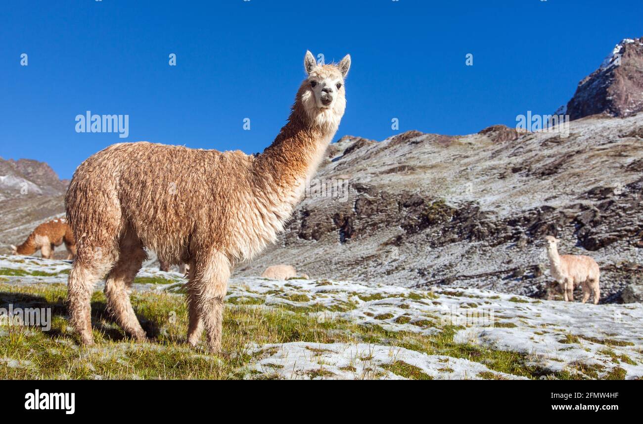 llama or lama, group of lamas on pastureland, Andes mountains, Peru ...