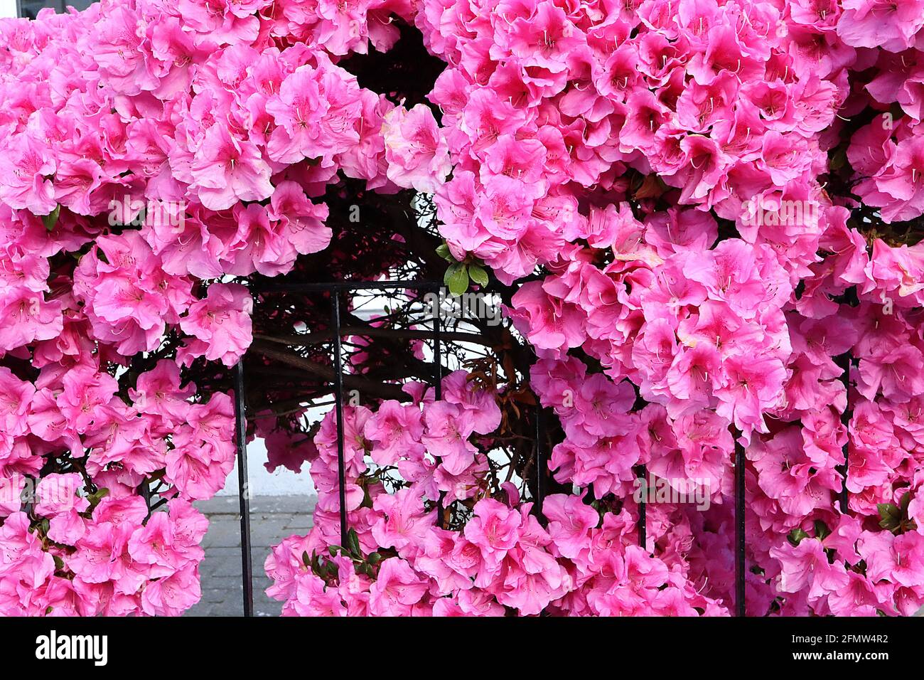 Azalea / Rhododendron ‘Herbert’ Mass of deep pink funnel-shaped flowers ...