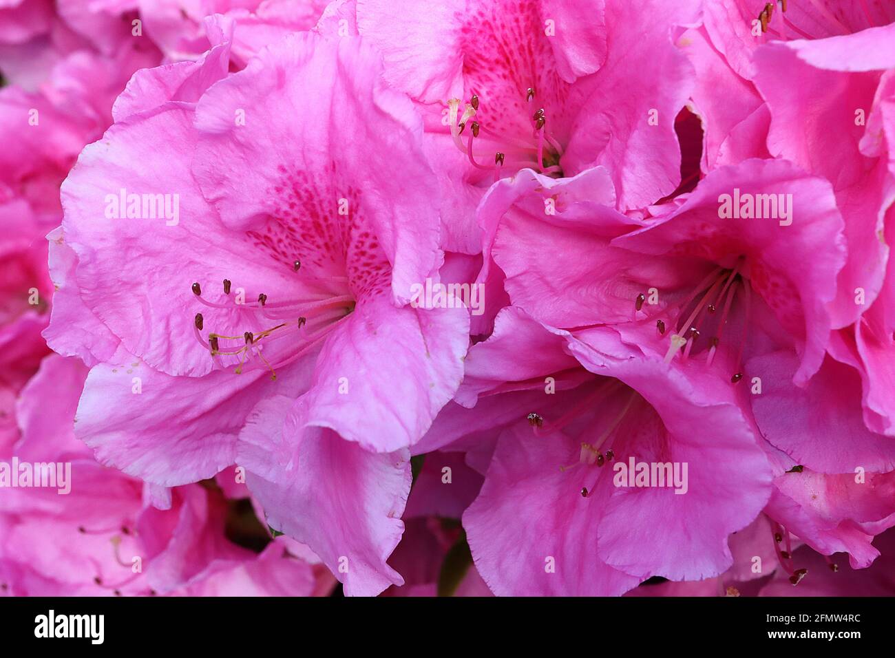 Azalea / Rhododendron ‘Herbert’ Mass of deep pink funnel-shaped flowers ...