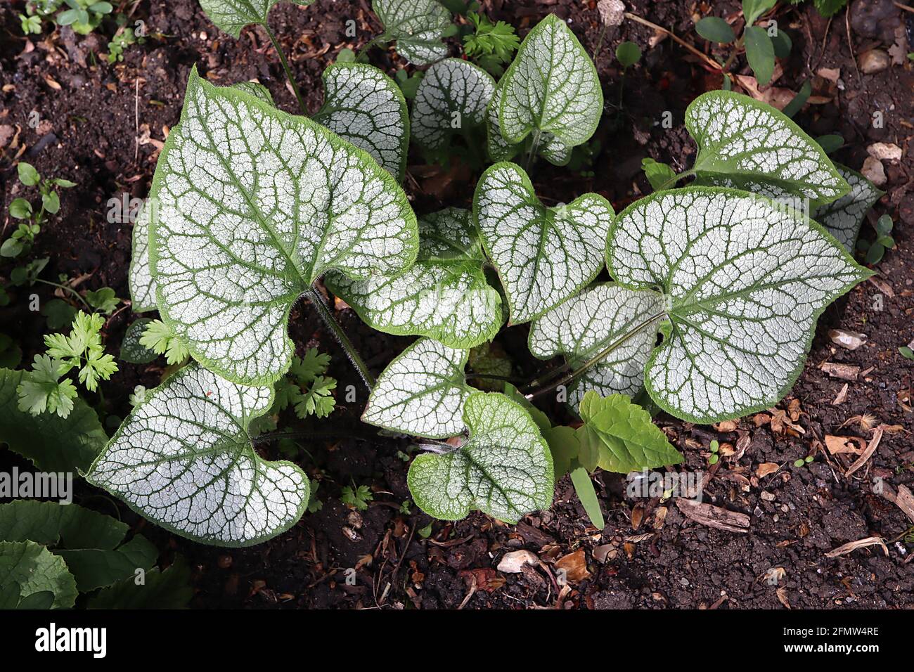 Brunnera macrophylla ‘Sea Heart’ Siberian bugloss Sea Heart – heavily ...