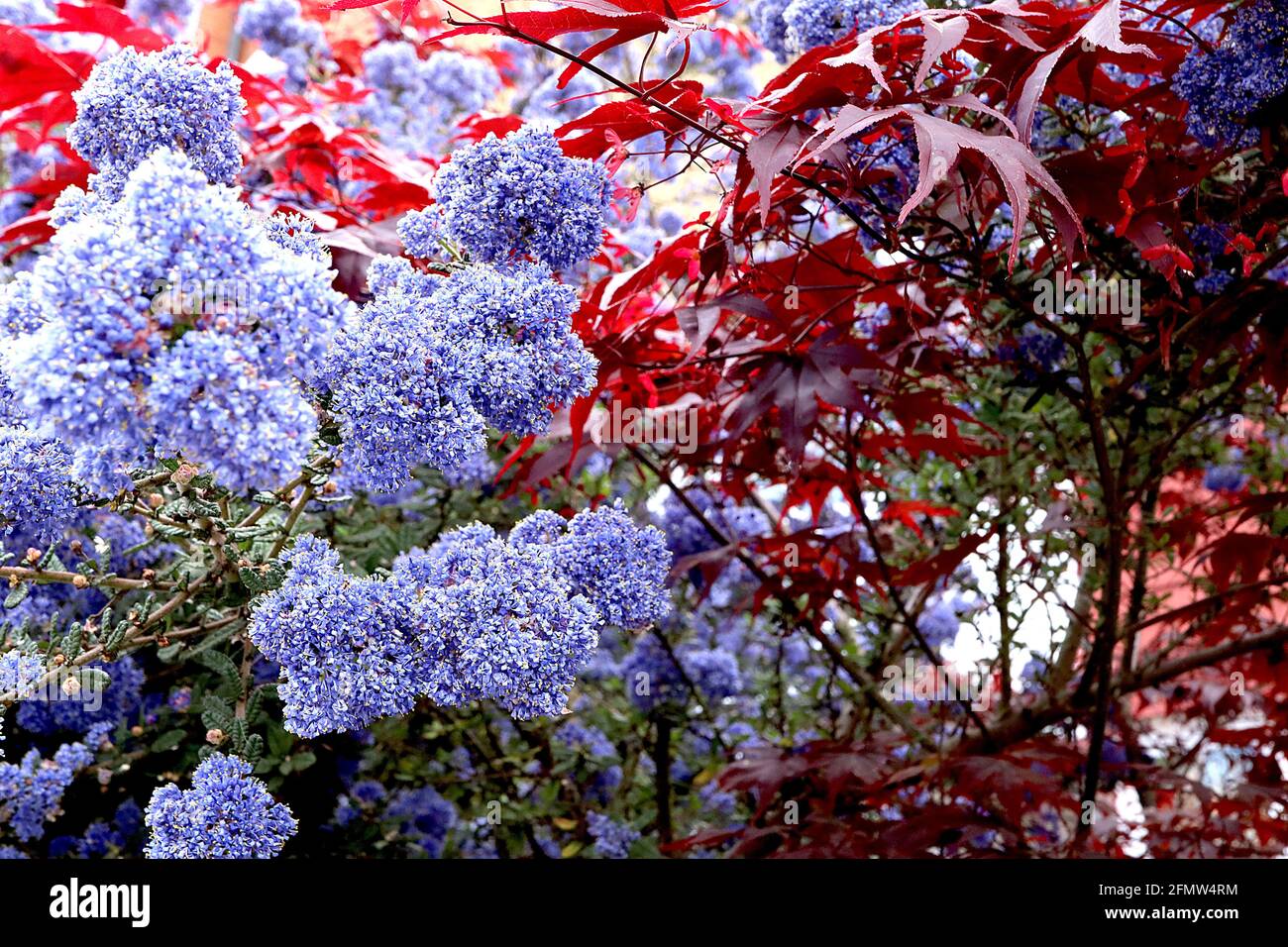 Ceanothus puget blue hi-res stock photography and images - Alamy