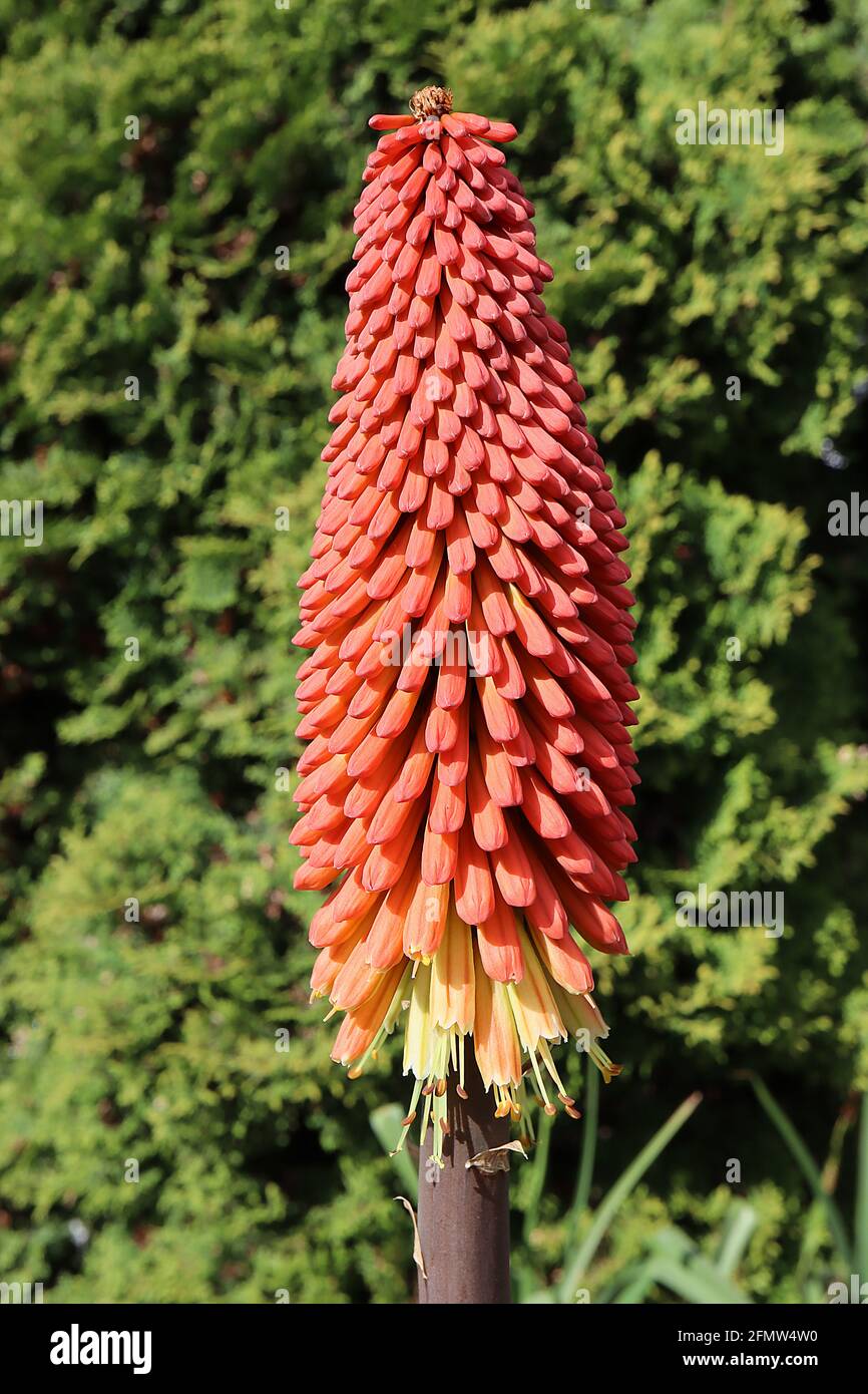 Kniphofia ‘Nancy’s Red’ Red hot poker – long tubular coral red flower ...