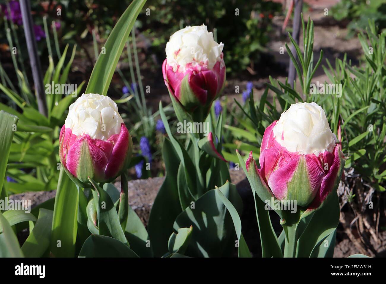 Ice cream tulip hi-res stock photography and images - Alamy