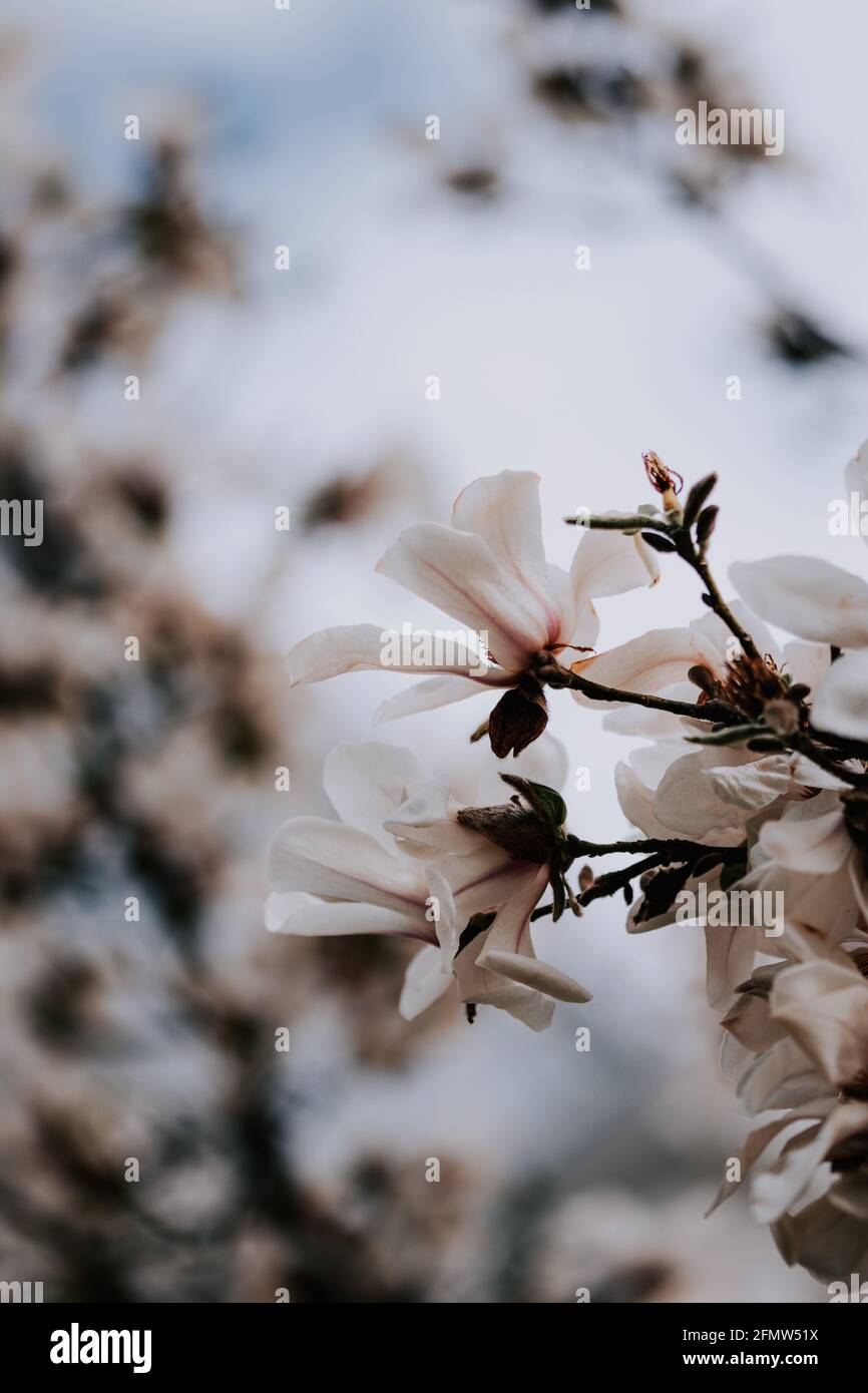 Vertical low angle shot of gentle white spring flowers on thin twigs ...
