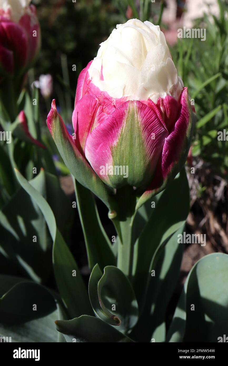 Tulipa ‘Ice Cream’ Double late 11 Ice Cream tulip – peony form double ...