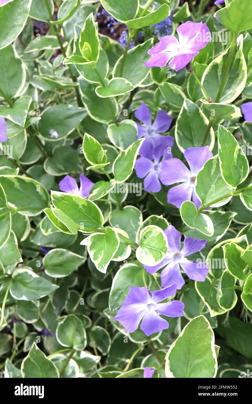 Vinca Minor Variegata