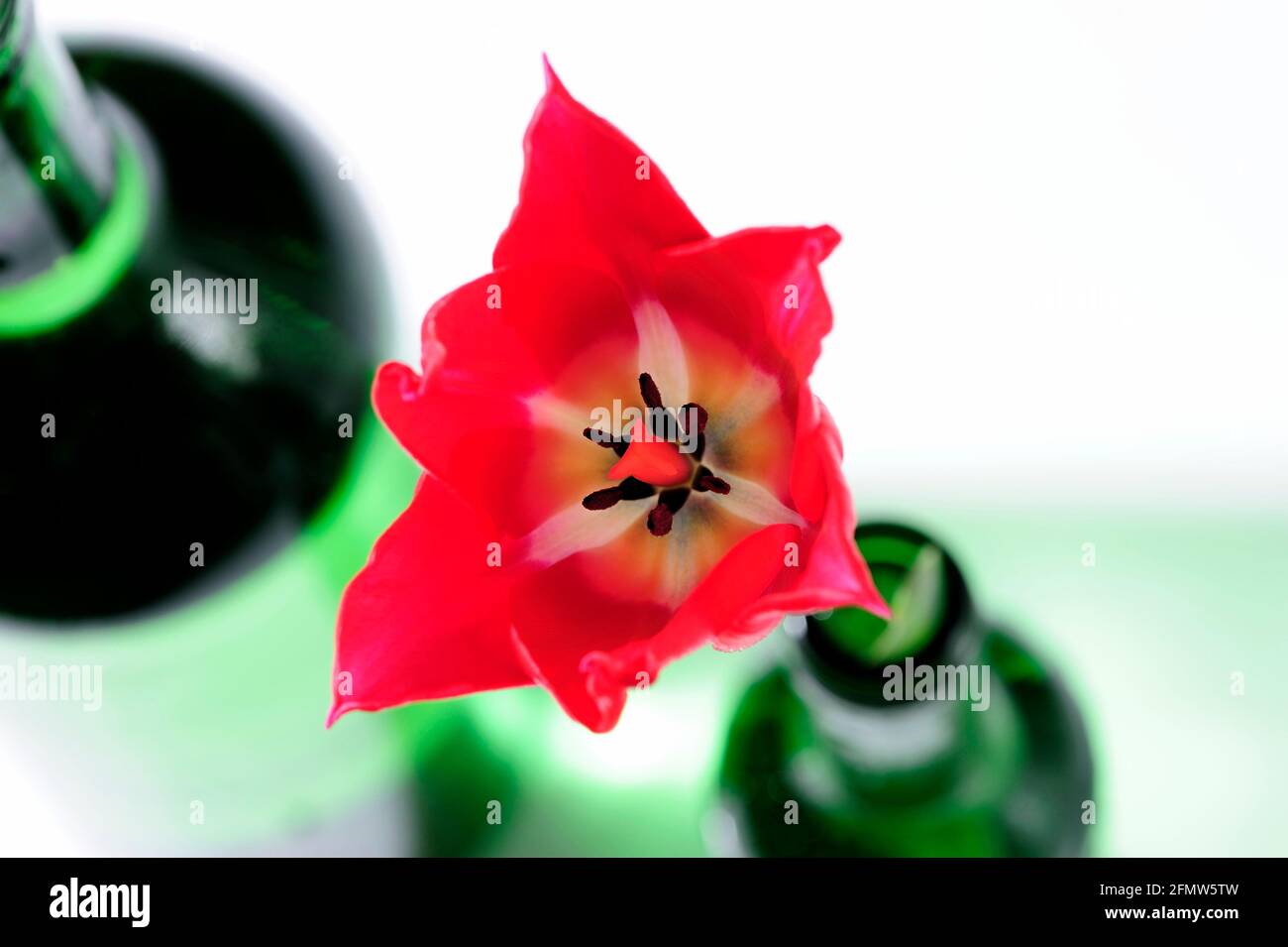 aroma, flower, fresh, open, reflection, stil life, spring, tulips ...