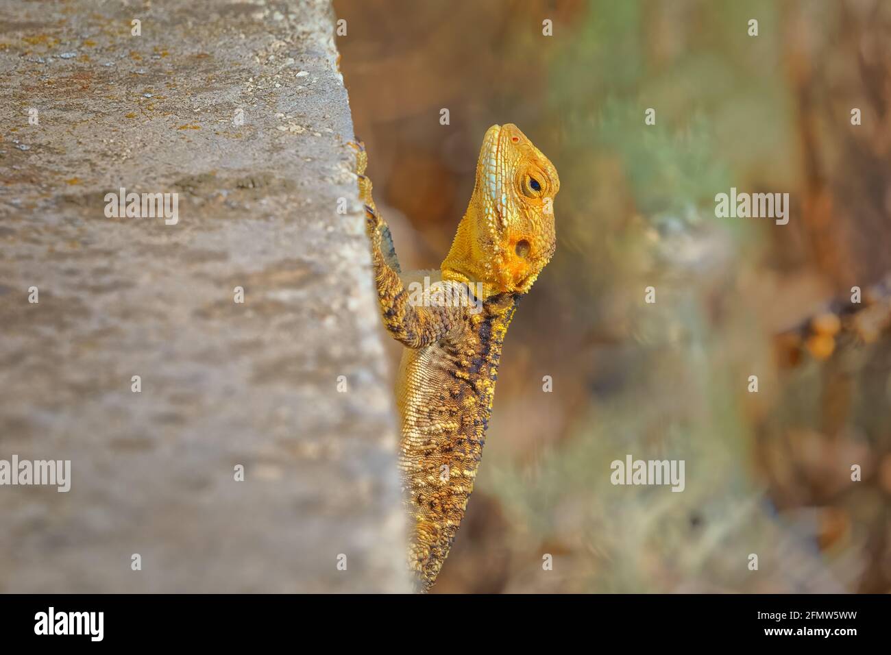 Stellagama lizard at the old wall in Corfu Greece Stock Photo - Alamy