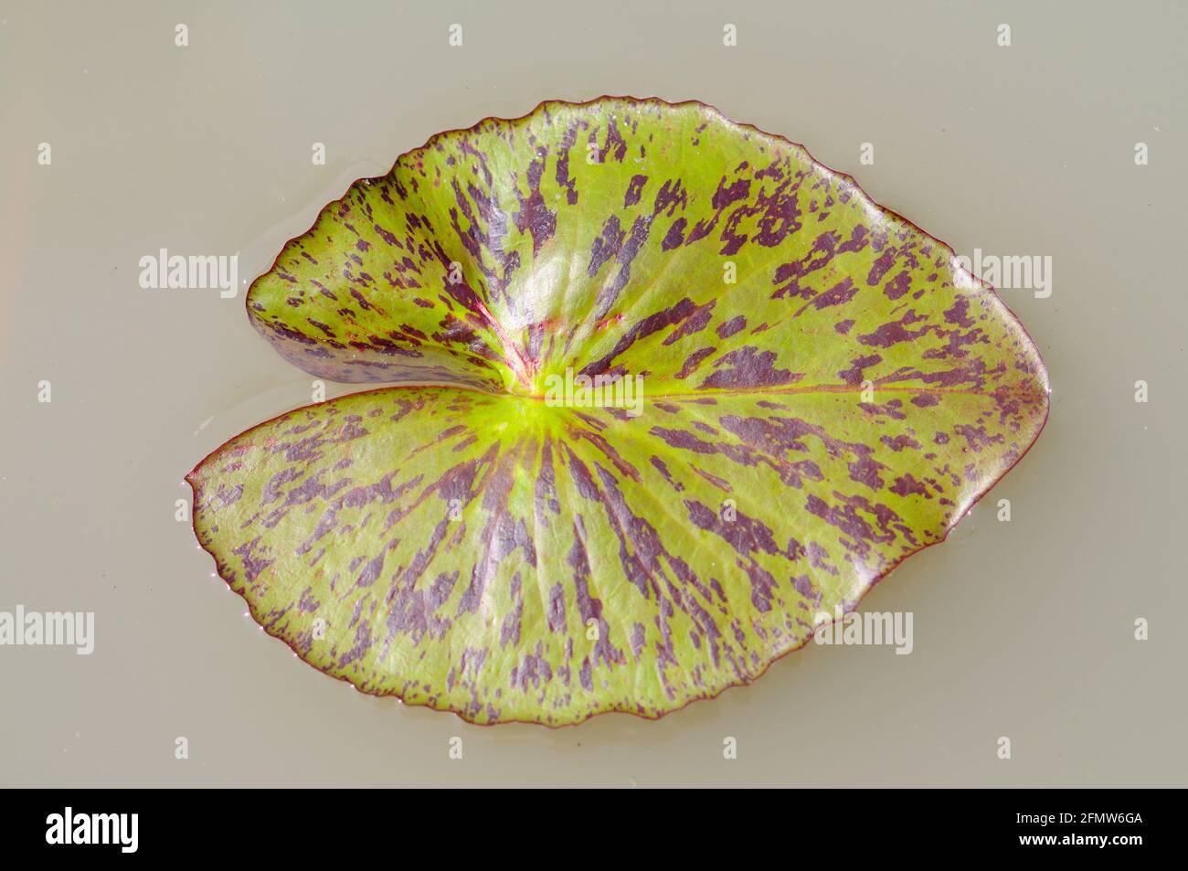 A Water Lily Pad Stock Photo - Alamy