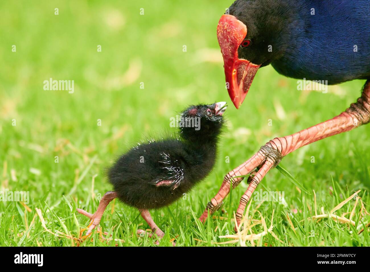 Nurturing hi-res stock photography and images - Alamy